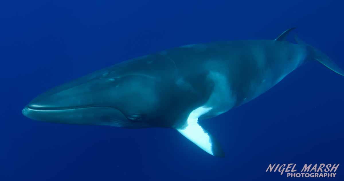 A whale of a time on the Great Barrier Reef - Dwarf Minke Whale Encounters