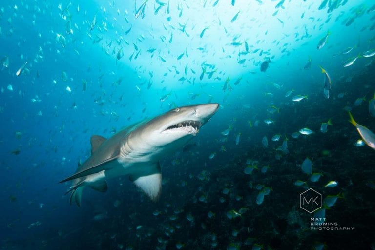 Fish Rock Cave and grey nurse sharks, South West Rocks, Northern NSW