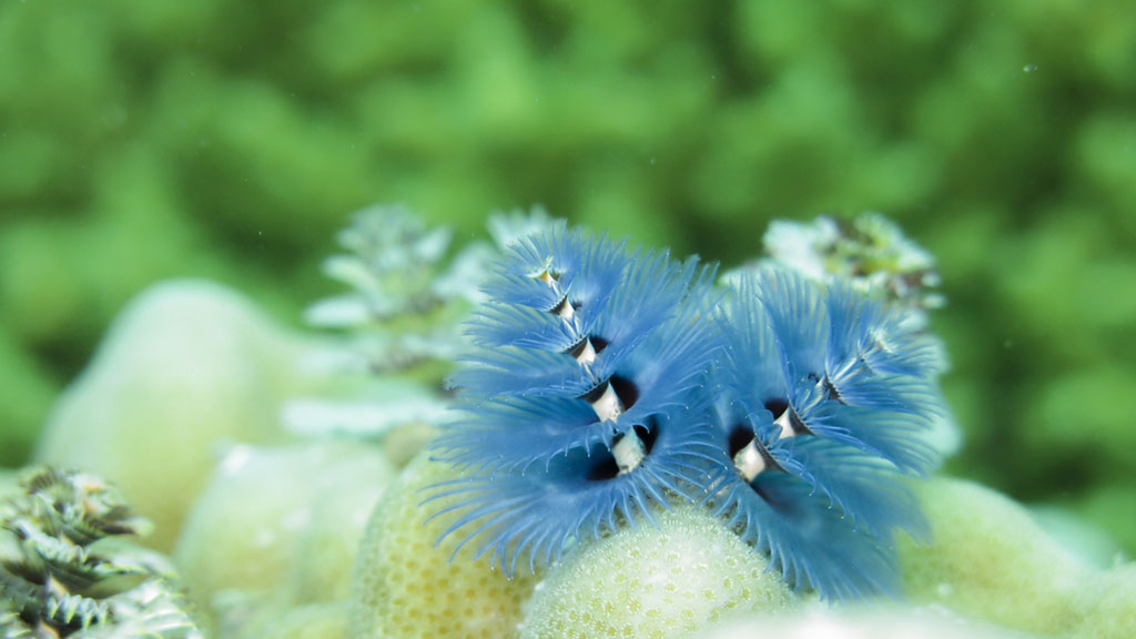 Rare Footage Of Christmas Tree Worm Spawning On Great Barrier Reef