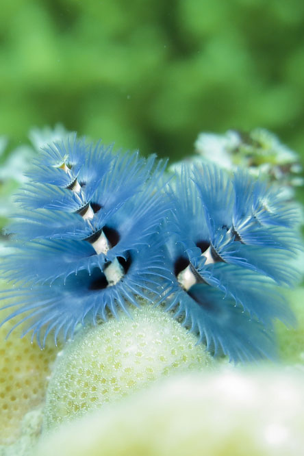 Rare Footage Of Christmas Tree Worm Spawning On Great Barrier Reef