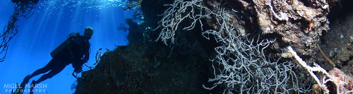 Munda – one of the South Pacific’s most popular dive destinations