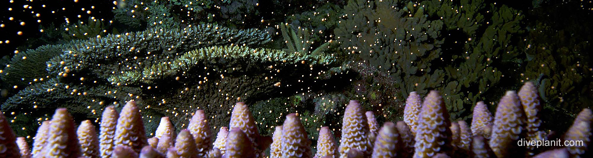 Coral spawning on the Great Barrier Reef