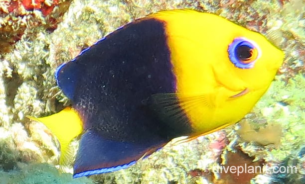 Cocos Angel Angelfish (Centropyge joculator) CKI
