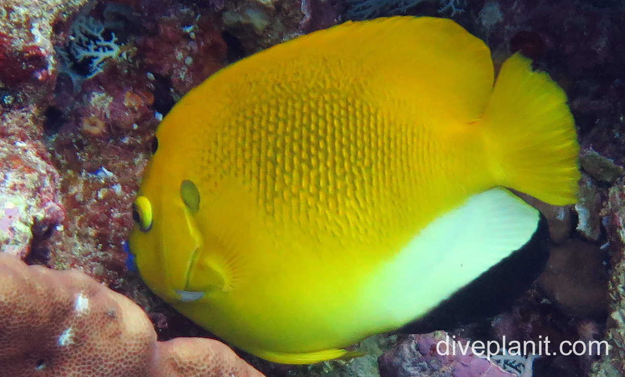 Threespot Angelfish (Apolemichthys trimaculatus) CI