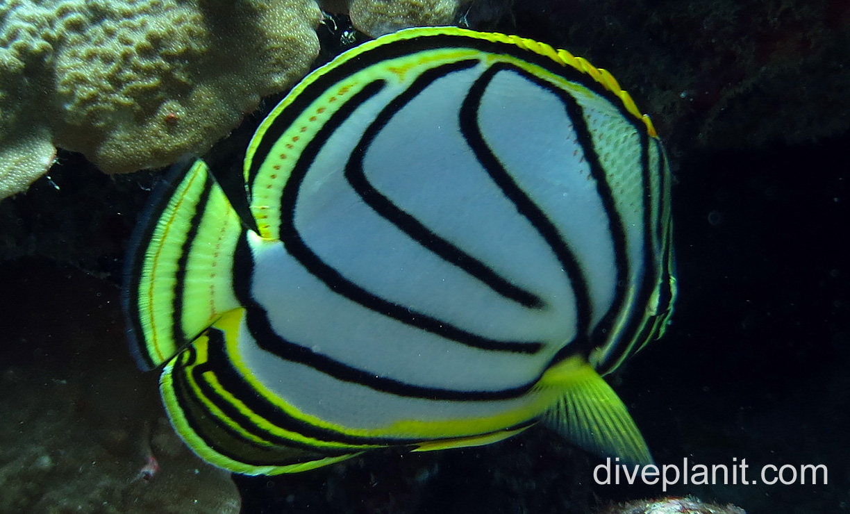 Meyers Butterflyfish, Christmas Island, Indian Ocean