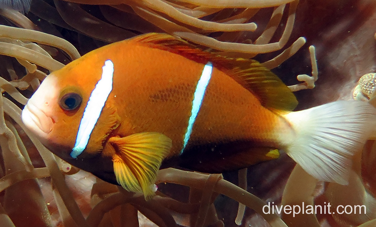 Barrier Reef Anemonefish (Amphiprion akindynos) NSW