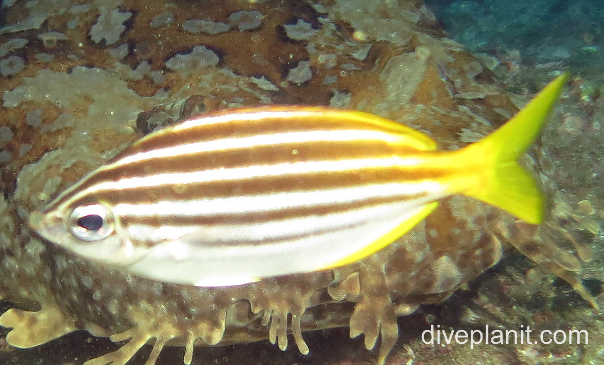 Mado (Atypichthys strigatus) NSW