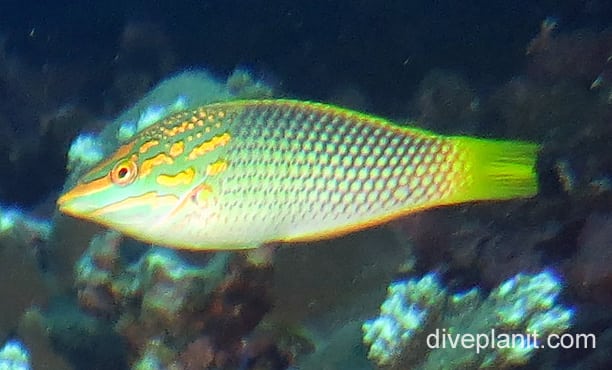 Checkerboard Wrasse (Halichoeres hortulanus) CI
