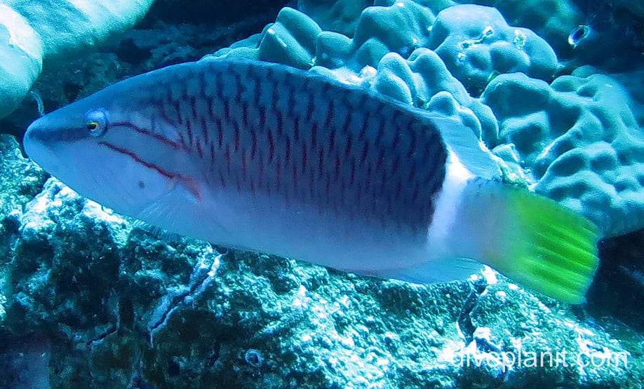 Ringtail maori Wrasse (Oxycheilinus unifasciatus) CI