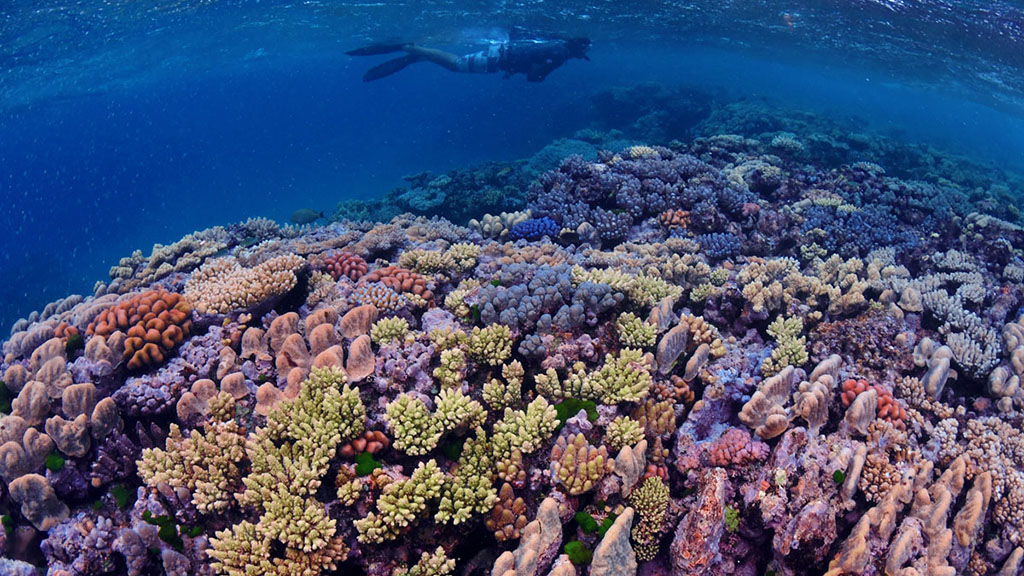 Marine biologist reveals: the real state of the Great Barrier Reef