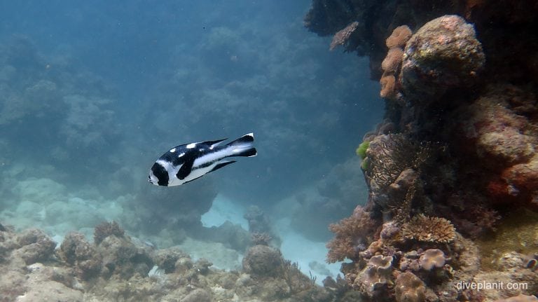 Diving Norman Reef Caves dive site on the Great Barrier Reef