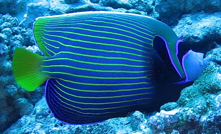 Emperor Angelfish (Pomacanthus imperator) CI