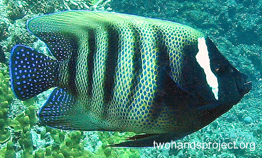 Six Banded Angelfish (Pomacanthus sexstriatus) GBR