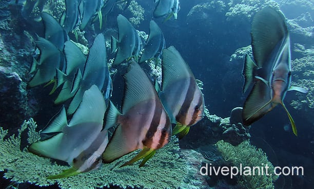 Rounded Batfish (Platax orbicularis) CKI