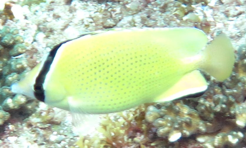 Citron Butterflyfish (Chaetodo citrinellus) NSW