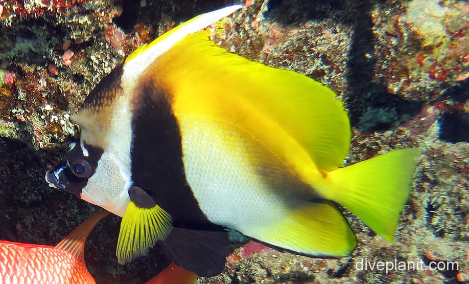 Horned Bannerfish (Heniochus varius) CKI