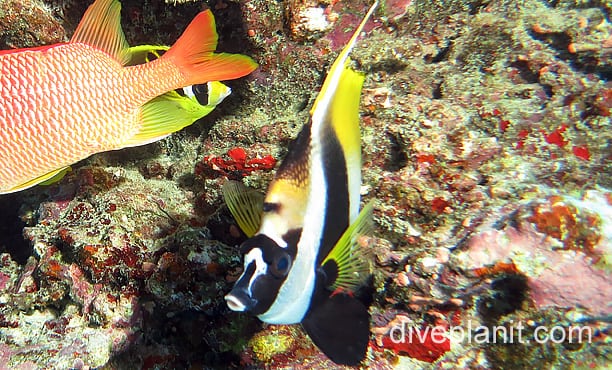 Horned Bannerfish (Heniochus varius) CKI