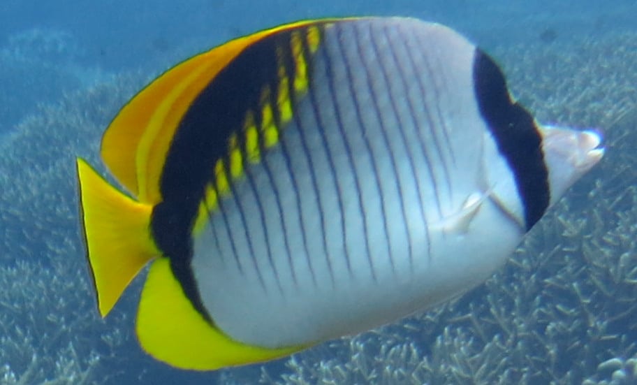 Lined Butterflyfish (Chaetodon lineolatus) CI