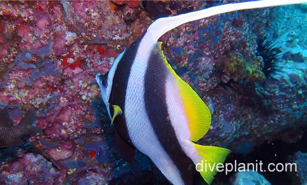 Reef bannerfish (Heniochus acuminatus) NSW