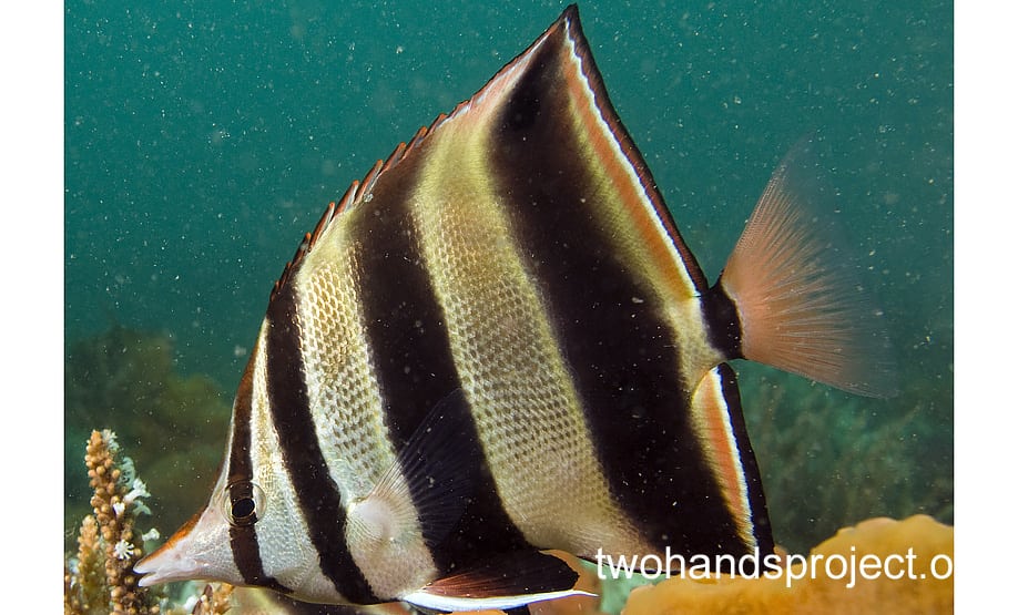 Truncate Coralfish (Chelmonops truncatus) NSW