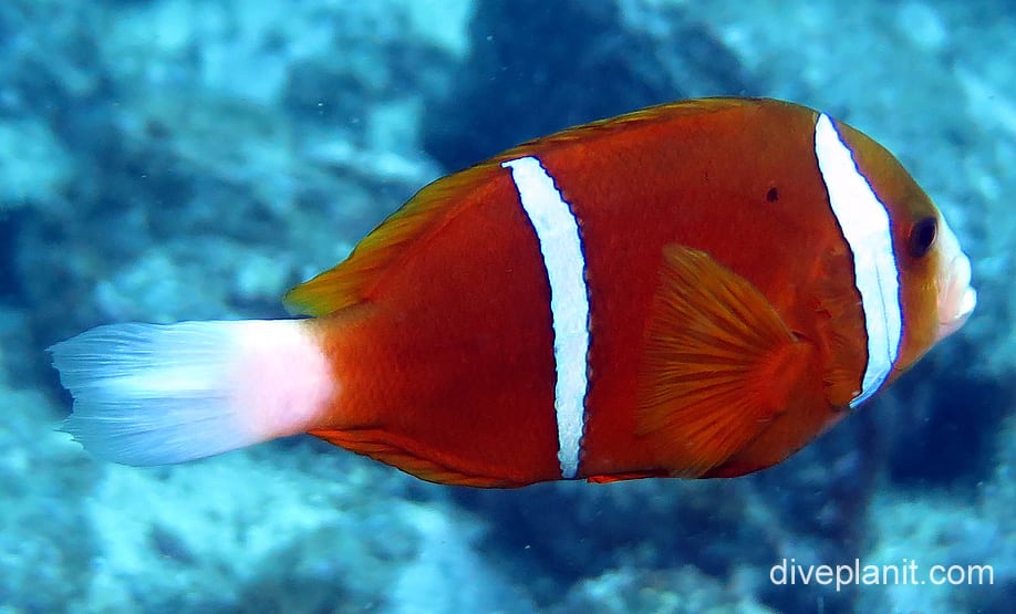 Barrier Reef Anemonefish (Amphriprion akindynos) NSW