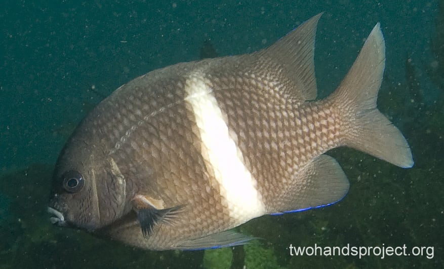 Girdled Scalyfin (Parma unifasciata) NSW