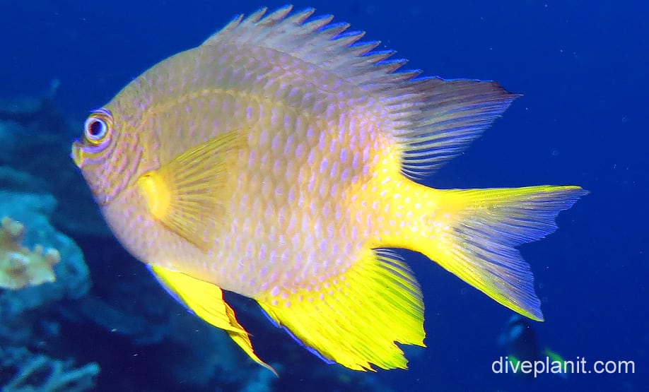 Golden Damsel (Amblyglyphidodon aureus) CI