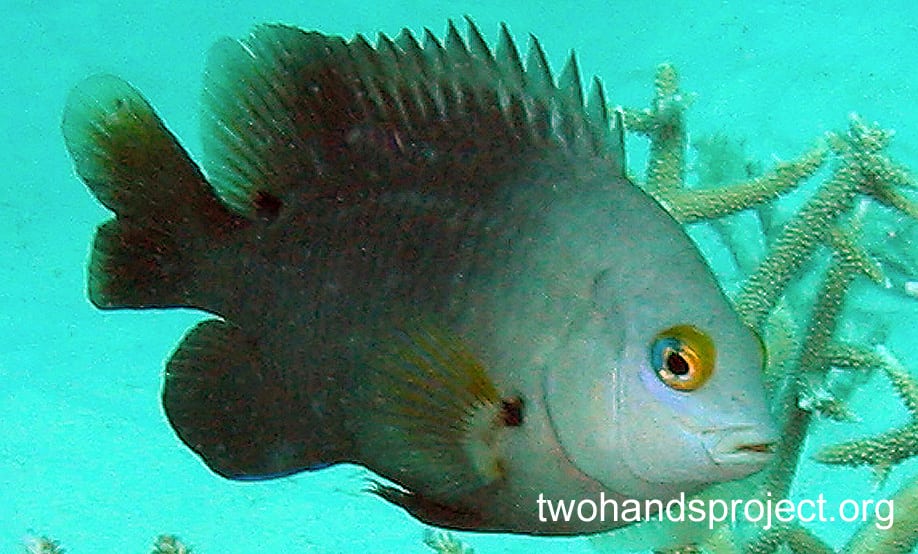 Immaculate Damsel (Emcaenichthys immaculatus) GBR