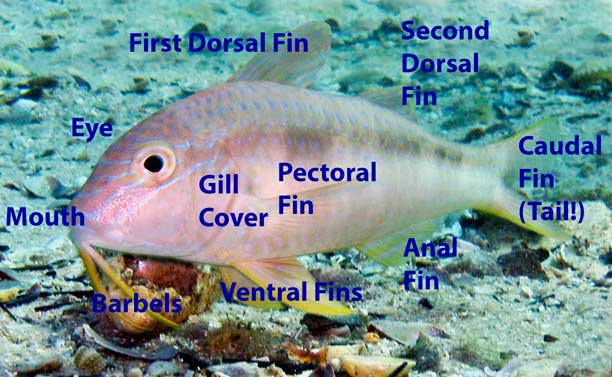 Help with fish identification: fish features to look out for