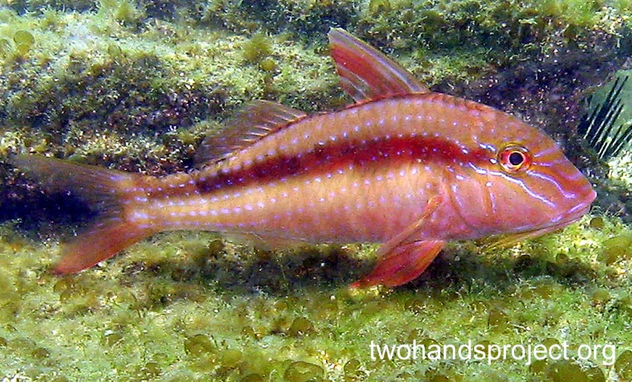Blue lined Goatfish (Upeneichthys lineatus) NSW