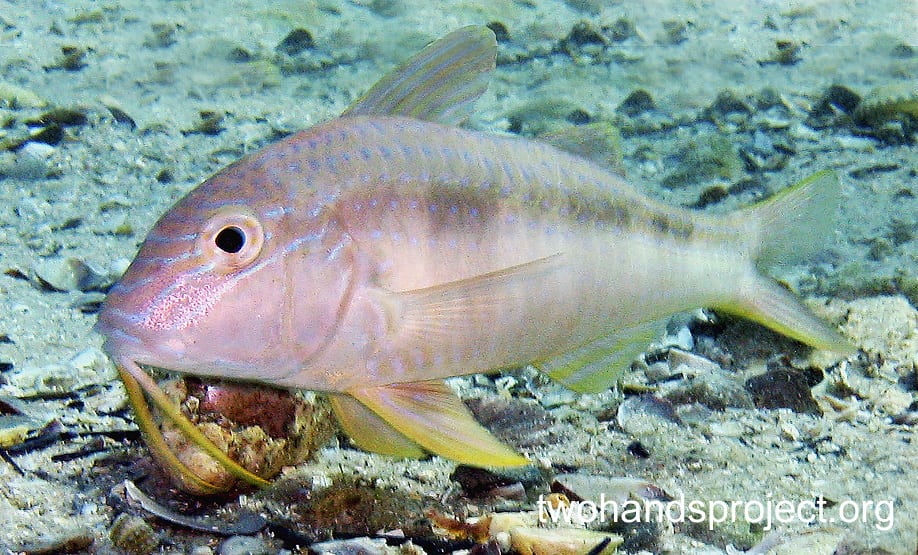 Blue lined Goatfish (Upeneichthys lineatus) NSW