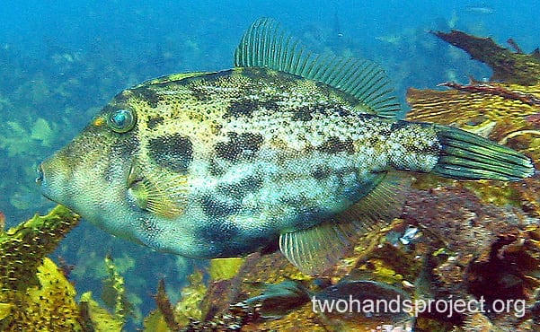 Rough Leatherjacket (Species ?)
