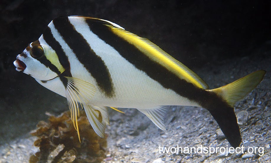Crested Morwong (Cheilodactylus vestitus) NSW