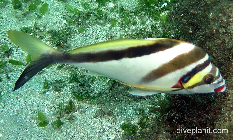 Crested Morwong (Cheilodactylus vestitus) NSW