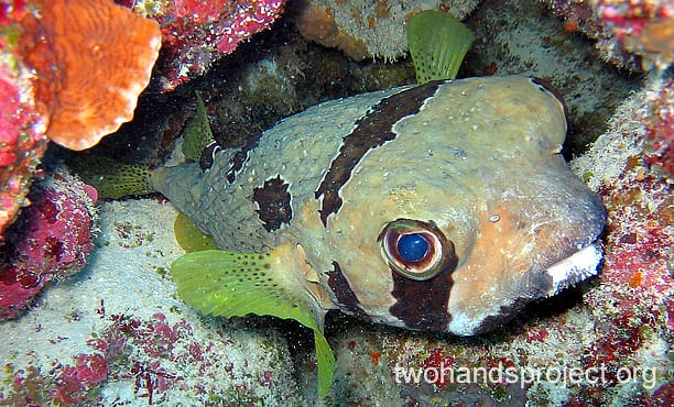 Blotched Porcupinefish (Diodon liturosus) GBR