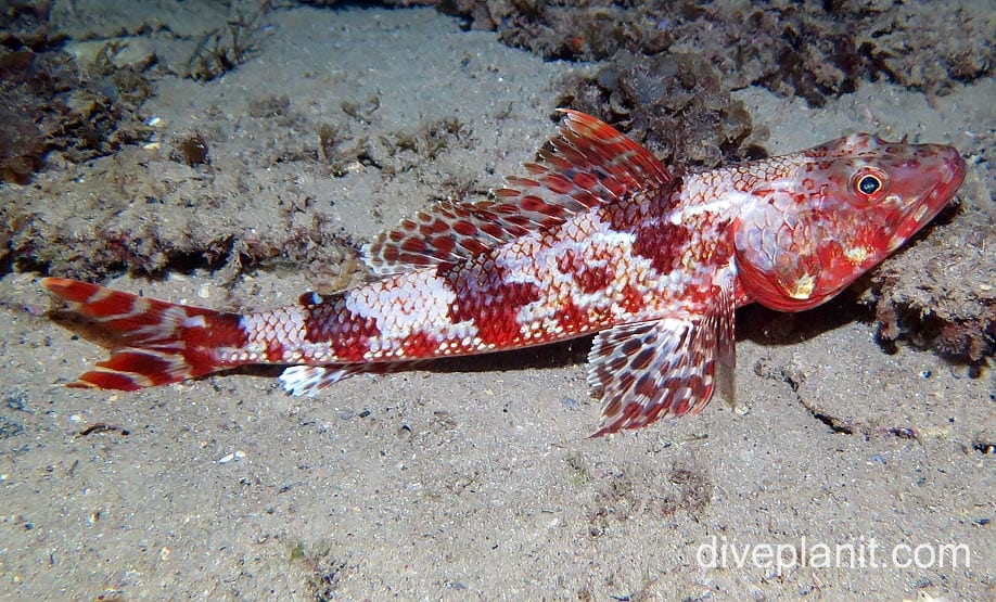 Sergeant Baker (Aulopus purpurissatus) NSW