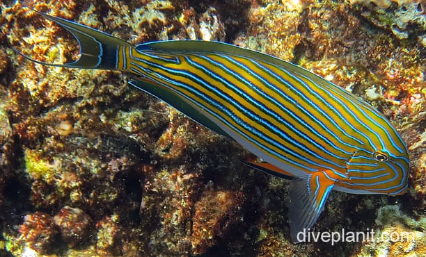 Blue-lined Surgeonfish (Acanthurus lineatus) CI