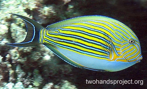 Blue-lined Surgeonfish (Acanthurus lineatus) GBR