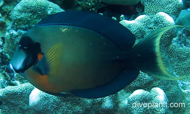 Mimic Surgeonfish (Acanthurus pyroferus) CKI