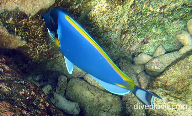 Powderblue Surgeonfish (Acanthurus leucosternon) CI
