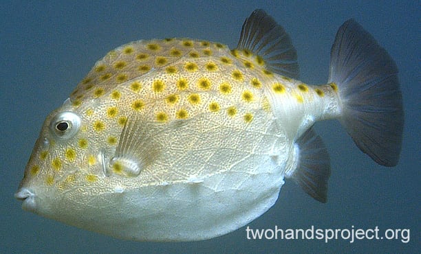 Eastern Smooth boxfish (Anaplocapros inermis) NSWN
