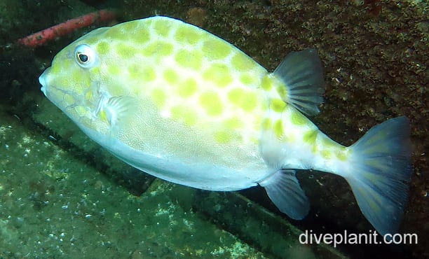 Eastern Smooth boxfish (Anaplocapros inermis) NSWN