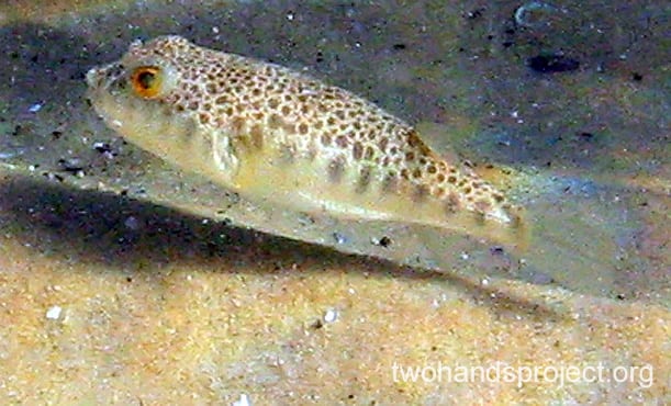 Common Toadfish (Tetractenos hamiltoni)