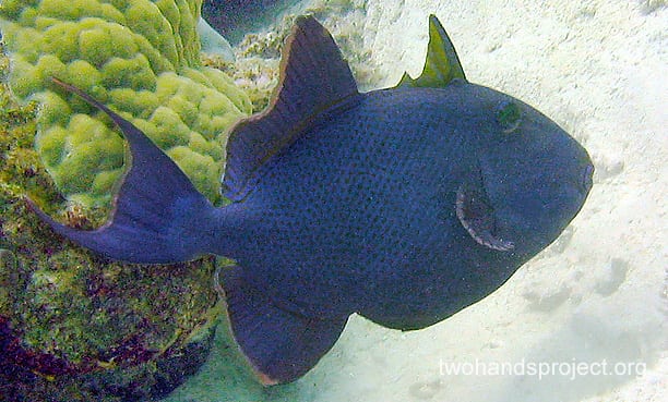 Blue triggerfish (Pseudobalistes fuscus) GBR