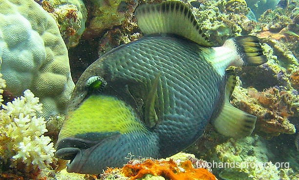 Giant or Titan triggerfish (Balistoides veridescens) GBR