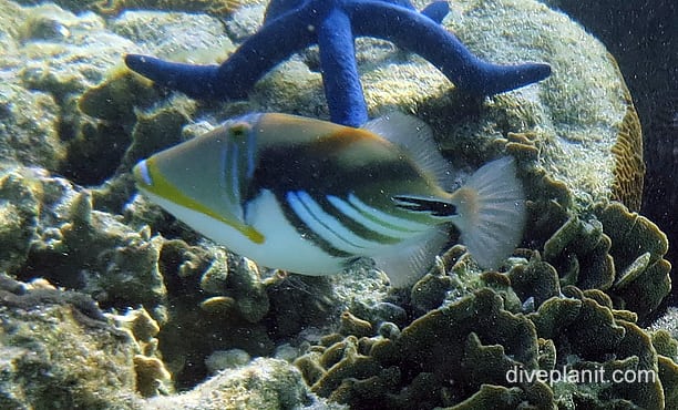Hawaiian (or Picasso) Triggerfish (Rhinecanthus aculeatus) LEI