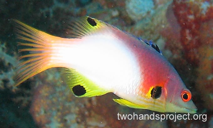 Coral Hogfish