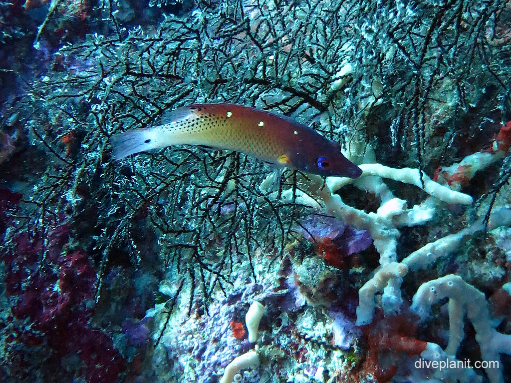 Diana's Hogfish (Bodianus diana) THL