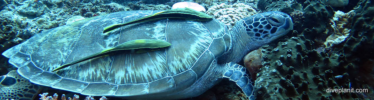 Turtle: part of Australia's biodiverse marine life