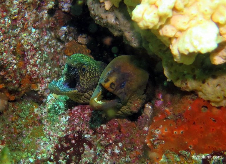 The Eel: part of Australia's biodiverse marine life